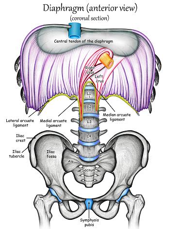Ilustración De Corte Del Diafragma Y Columna Vertebral Vista Anterior Y