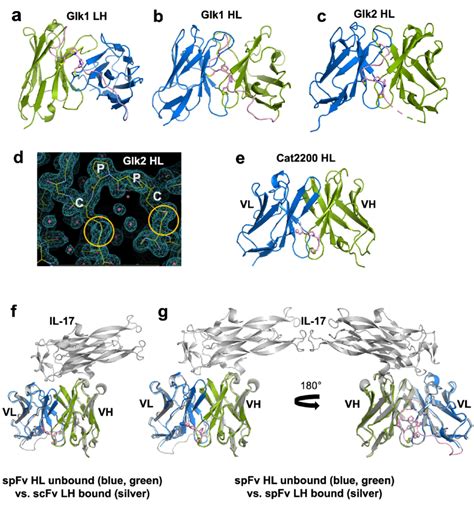 Structures And Comparison Of Various Scfv Spfv Domains In All Download Scientific Diagram