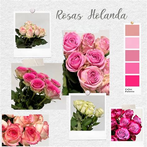 Rosa Holanda 🌹 Selección Especial De Rosas Directas De Holanda