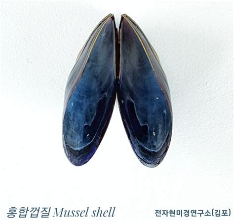 홍합껍질 전자현미경연구소