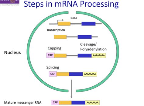 Biol10221 Mrna Processing Flashcards Quizlet