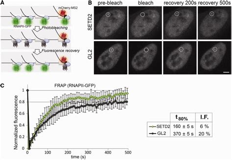 Histone Methyltransferase Setd2 Coordinates Fact Recruitment With Nucleosome Dynamics During