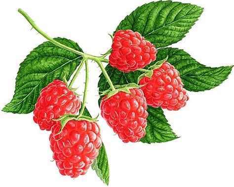 Малина картинка для детей на прозрачном фоне