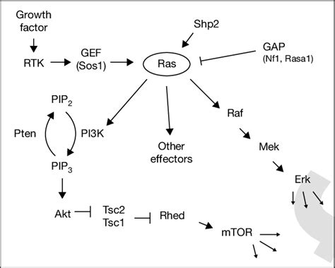 Diagram Of The Ras Pathway Download Scientific Diagram