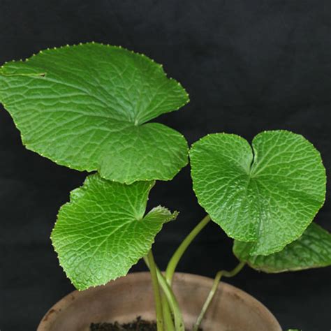 Eutrema japonicum