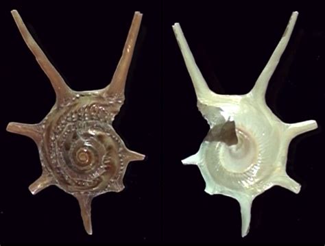 Trochoidea From Mindanao Pi Molluscan Science Foundation