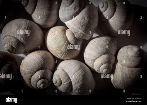 closeup of background with snail shells plenty of burgundy snails
