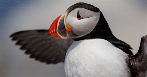 메인 해안에서 떨어진 마키아스 씰 아일랜드의 대서양 퍼핀 사진 Unsplash의 새 이미지