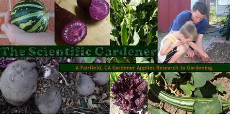 The Scientific Gardener Processing Tomato Seeds