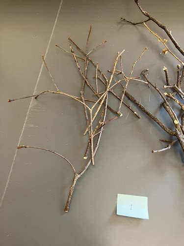 Twig Identification Flashcards Quizlet