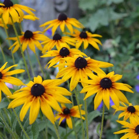 Lazy Susan Flower Vine At Jackie Proctor Blog