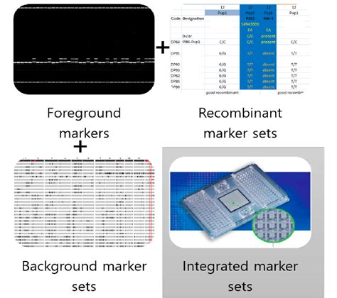 High Throughput Genotyping System Foreground Markers Indel Fragment Download Scientific