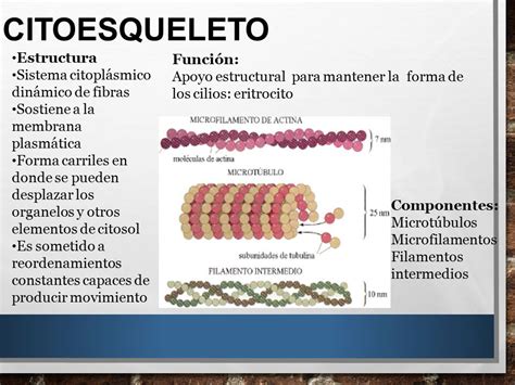 La CÉlula “células” Vistas Por Robert Hooke En Una Lámina De Corcho