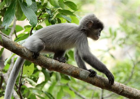 Trachypithecus Crepusculus Indochinese Gray Langur — Coke Smith Wildlife