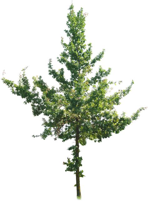 Tree Texture Png Images