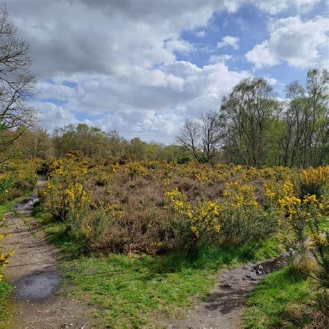 Mousehold Heath In Norwich What To Know Before You Go