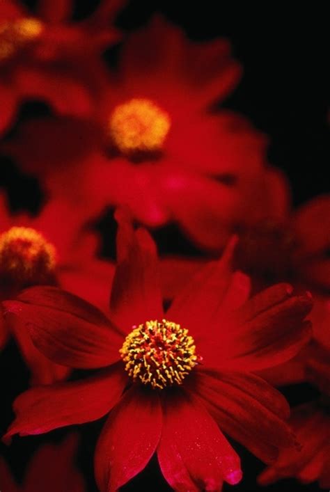 Learn About Coreopsis Limerock Ruby Pp 15 455 Limerock Ruby