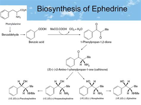 Synthesis Of Important Alkaloid Ppt