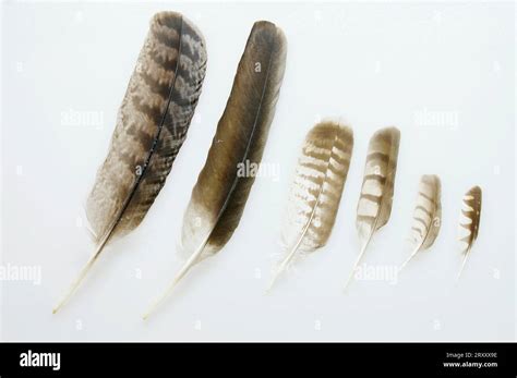 Feathers Of Harpy Eagle Harpia Harpyja Griffon Vulture Gyps Fulvus