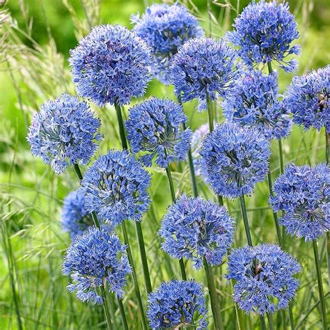 Allium Caeruleum Azureum Humphreys Garden