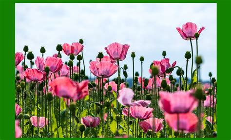 Technology Detail Of Datamatrix Barcode