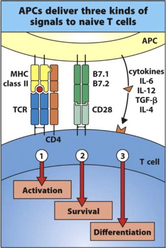T Cell Activation Effector Function T Cell Mediated Immunity Flashcards Quizlet