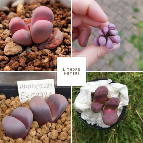 My Complete Lithops Identification Guide