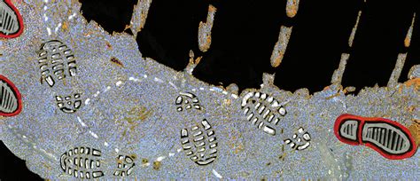 Statistical Biophysics