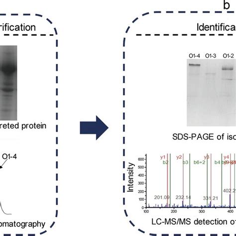 The Processes Of Isolation And Identification Of Starch Download