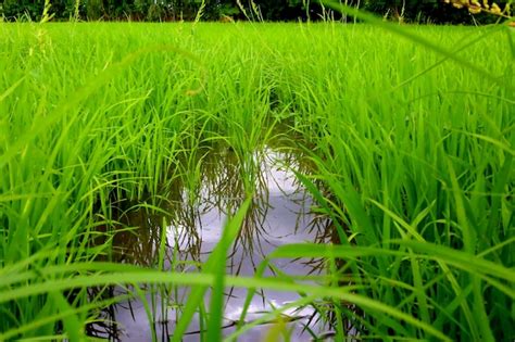 Premium Photo Green Rice Field With Blue Sky Natural Background