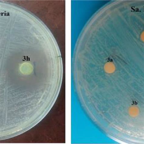 Perform Antibacterial Test By Disk Diffusion Method Against Download Scientific Diagram