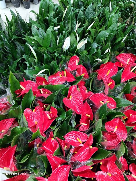 Солонго цэцгийн дэлгүүр Added A Солонго цэцгийн дэлгүүр