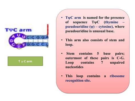 Trna Structure And Function Pptx Programming Languages Computing
