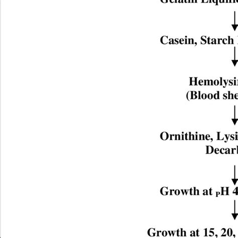 Diagram For Isolation And Identification Of Non Hemolytic Streptococcus Download Scientific
