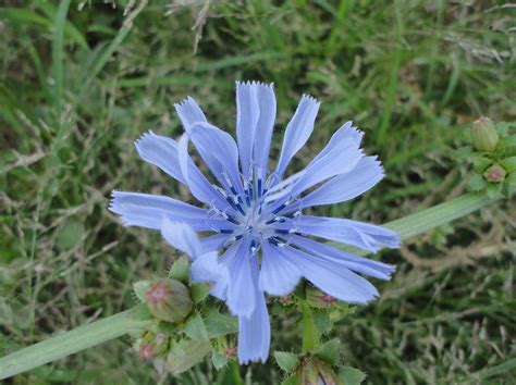 치커리꽃 은하수銀河水