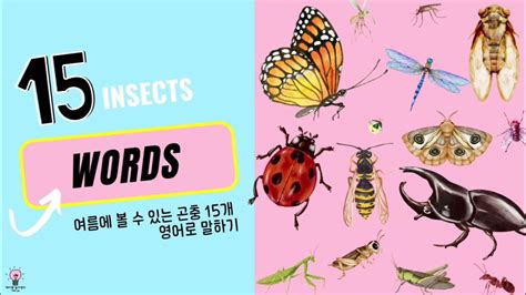 딱정벌레 영어로 여름에 볼 수 있는 곤충 영어로 말하기 쉽게하는 엄마표영어 영어단어 흘려듣기 Youtube
