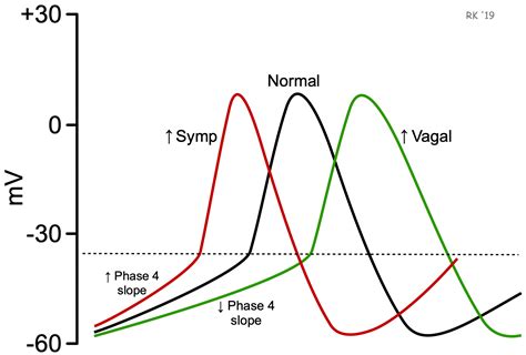 Sa Node Action Potential