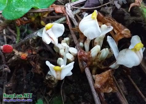 H Nh Nh C Y Sa Nh N T M Hoa V Qu Sa Nh N T M Nonglam Net