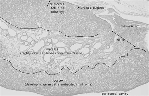Ovary Medulla Histology