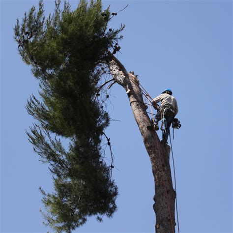 Diy And Professional Tree Removal A Comprehensive Guide