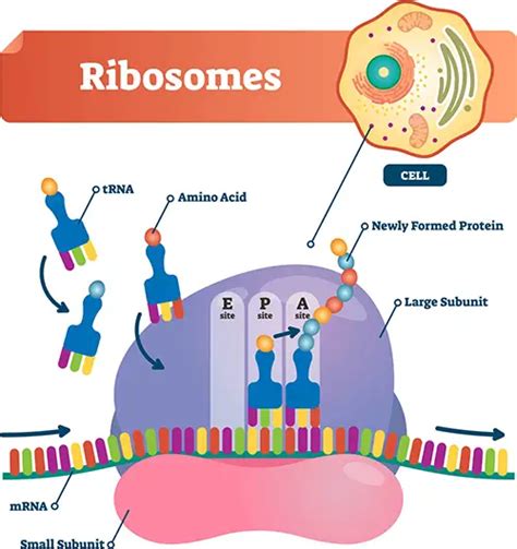 Non Coding Rna 인코덤 생물정보 전문위키