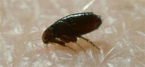 How Long Can Fleas Live Without A Host 7 Things To Know