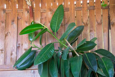 나무 벽 배경에 선인장 식물의 녹색 잎의 클로즈업 선조 탄성 탄성 플라트 냄비에 실내 식물 선인장 Benjamina 선인장 마이크로 카르파 0명에 대한 스톡 사진 및 기타