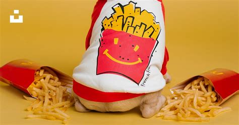 노란색 파스타에 앉아 빨간색과 흰색 산타 모자를 쓴 갈색 프랑스 불독 사진 Unsplash의 무료 오스틴 이미지