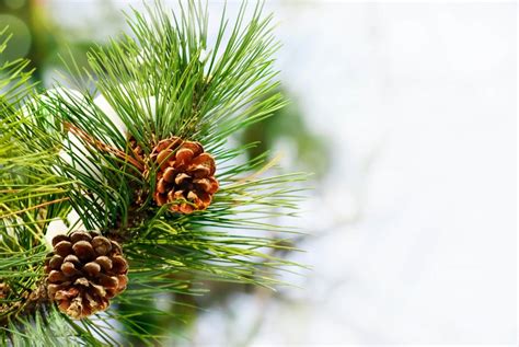 Борови връхчета за кашлица и пречистване на организма