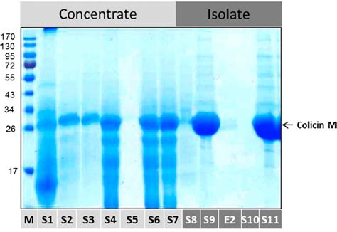 Fig S5 Summary Of The Purification Of Colicin M From N Benthamiana Download Scientific