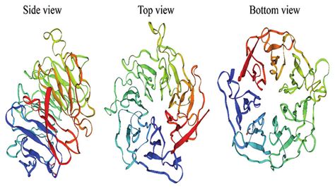 Three Dimensional Predicated Structure Of Wdr76 With Web Based Sever