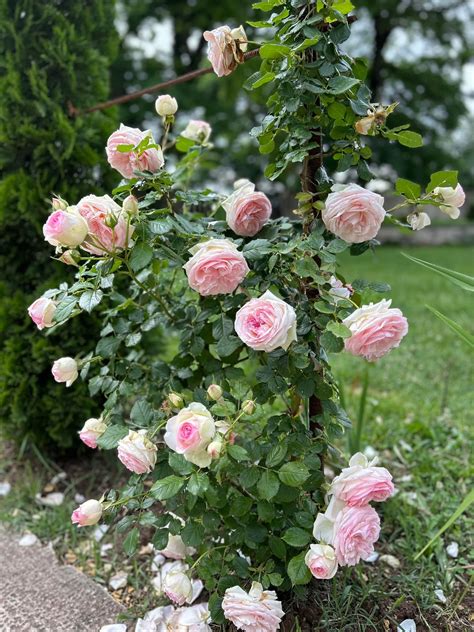 ვარდის სახლი House Of Rose Home