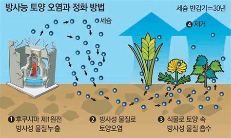 미래에서 온 뉴스 ‘오염물질 흡수 식물 심었더니 땅이 깨끗해졌네