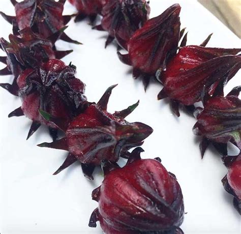 Hibiscus A Tasty Addition To Your Edible Landscape Or Garden Tyrant